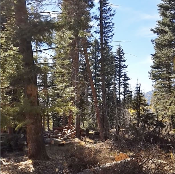 Woodchuck Tree Service - Expert Tree Services in Durango Colorado